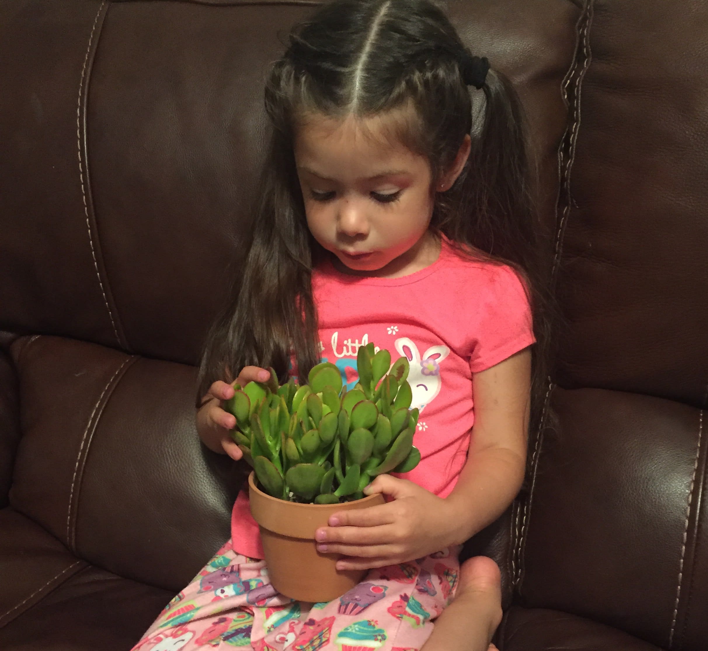 Jade Plants: Types, Care, and Propagation - Dengarden