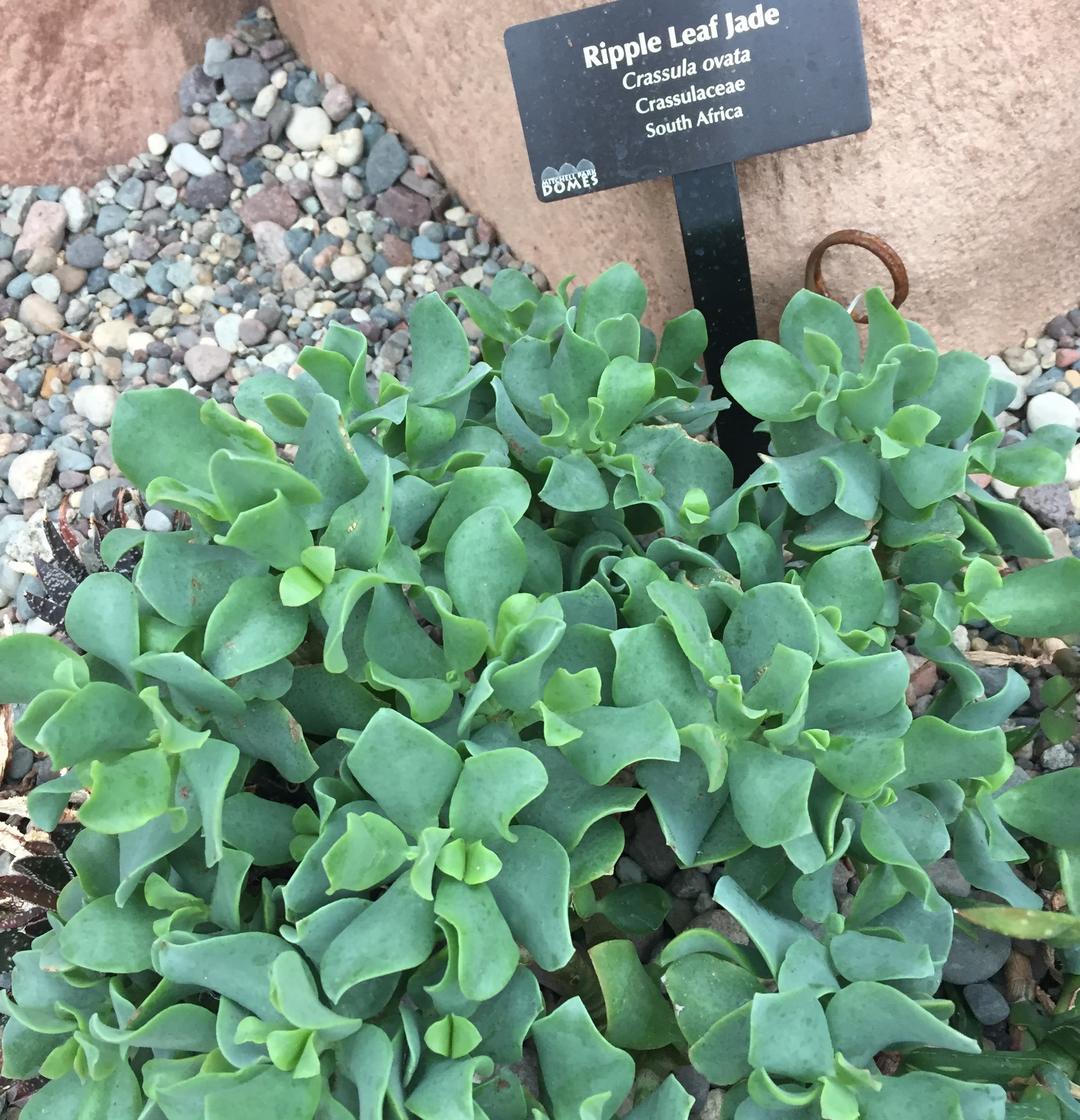 Jade Plants: Types, Care, and Propagation - Dengarden