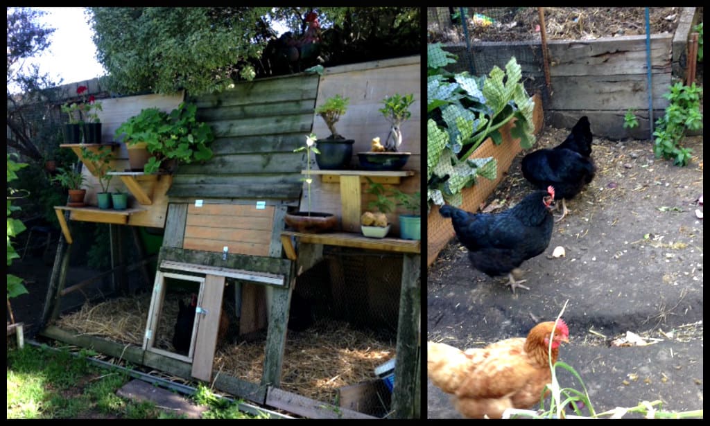 Backyard Farming Made Easy - Dengarden