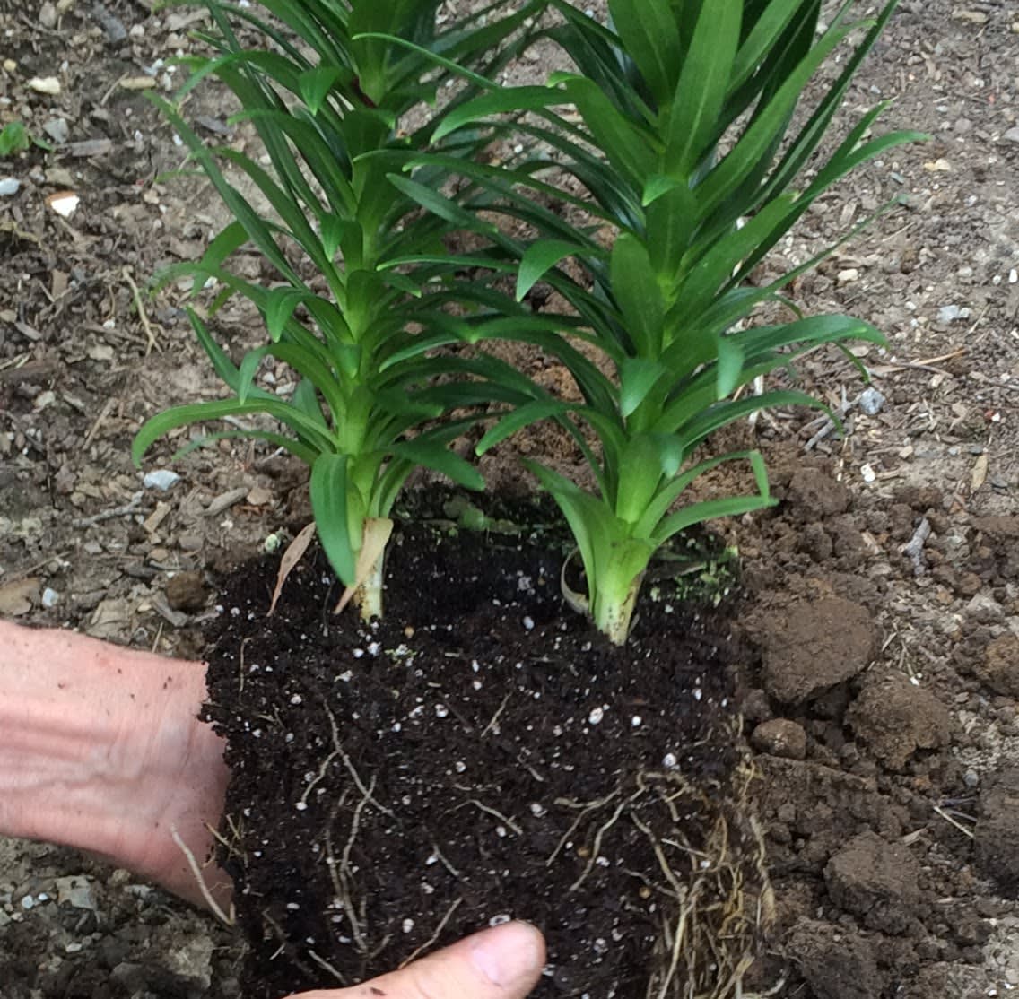 How to Plant a Perennial Successfully - Dengarden