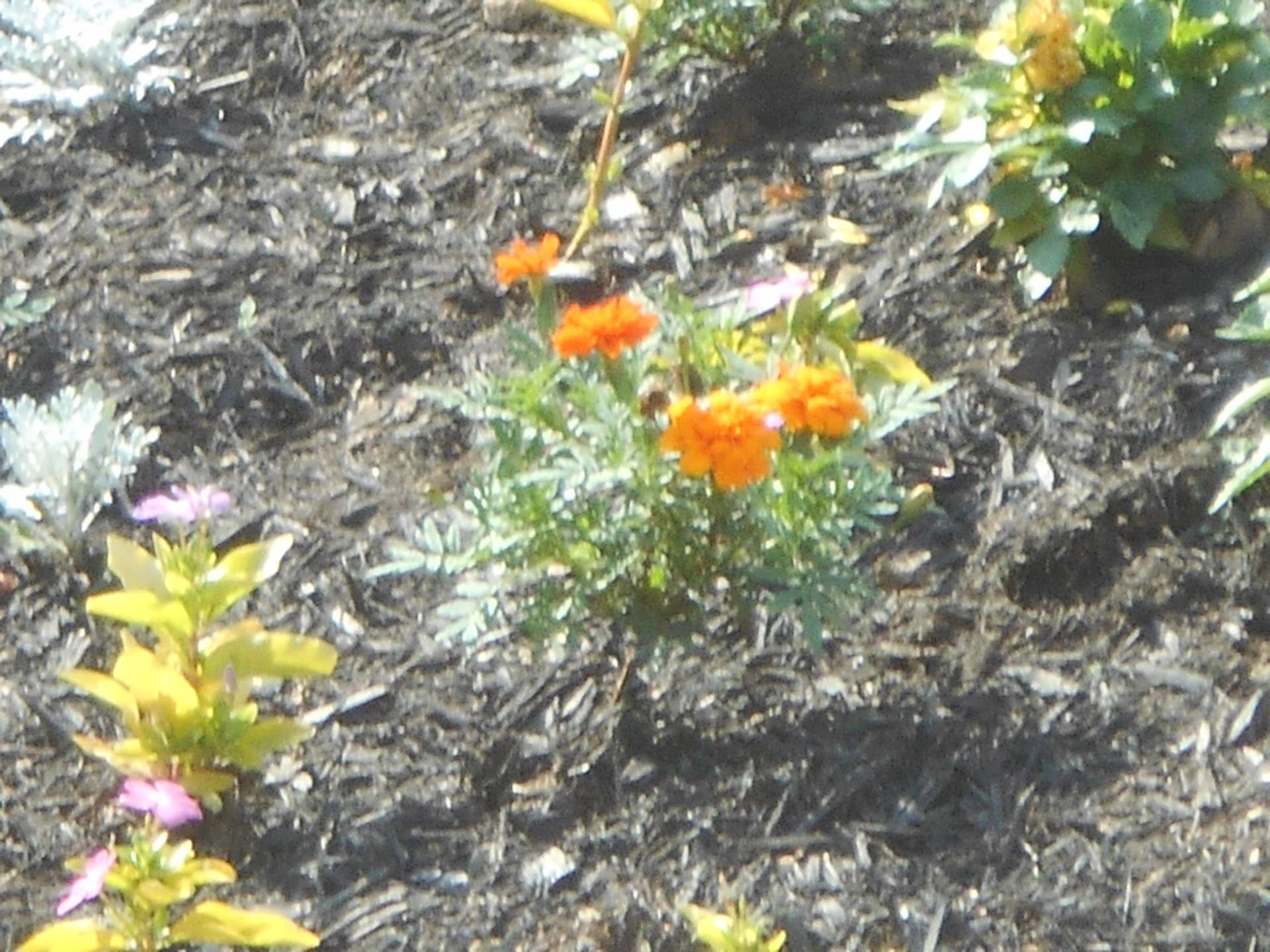How to Keep Animals Out of Your Vegetable Garden - Dengarden