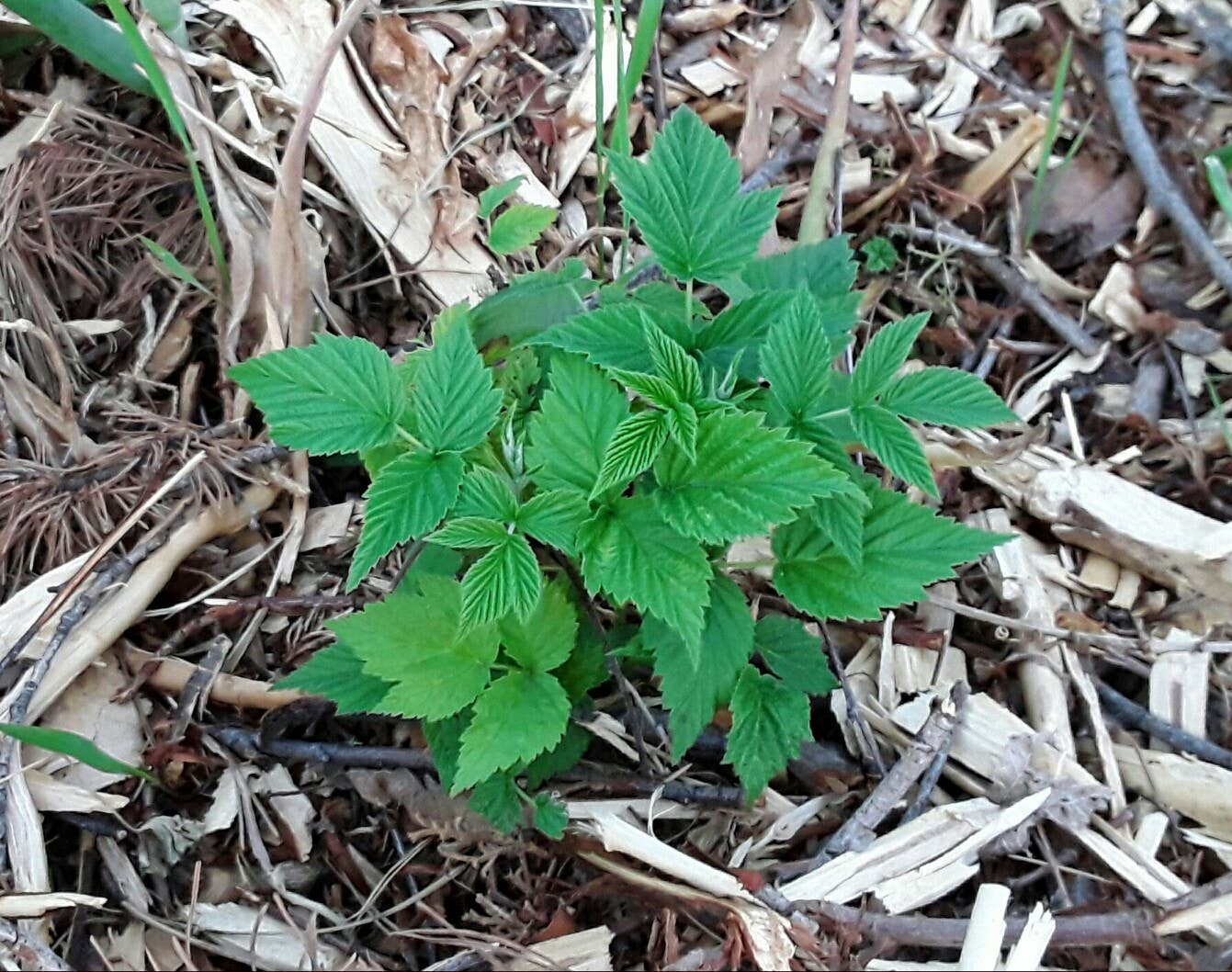 Tips and How-Tos for Planting Food Gardens - Dengarden