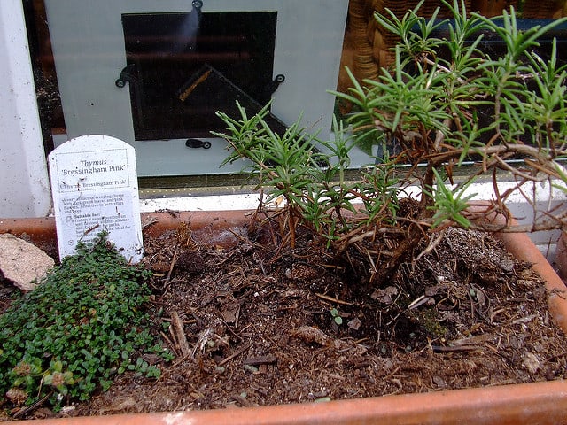 how does creeping thyme spread