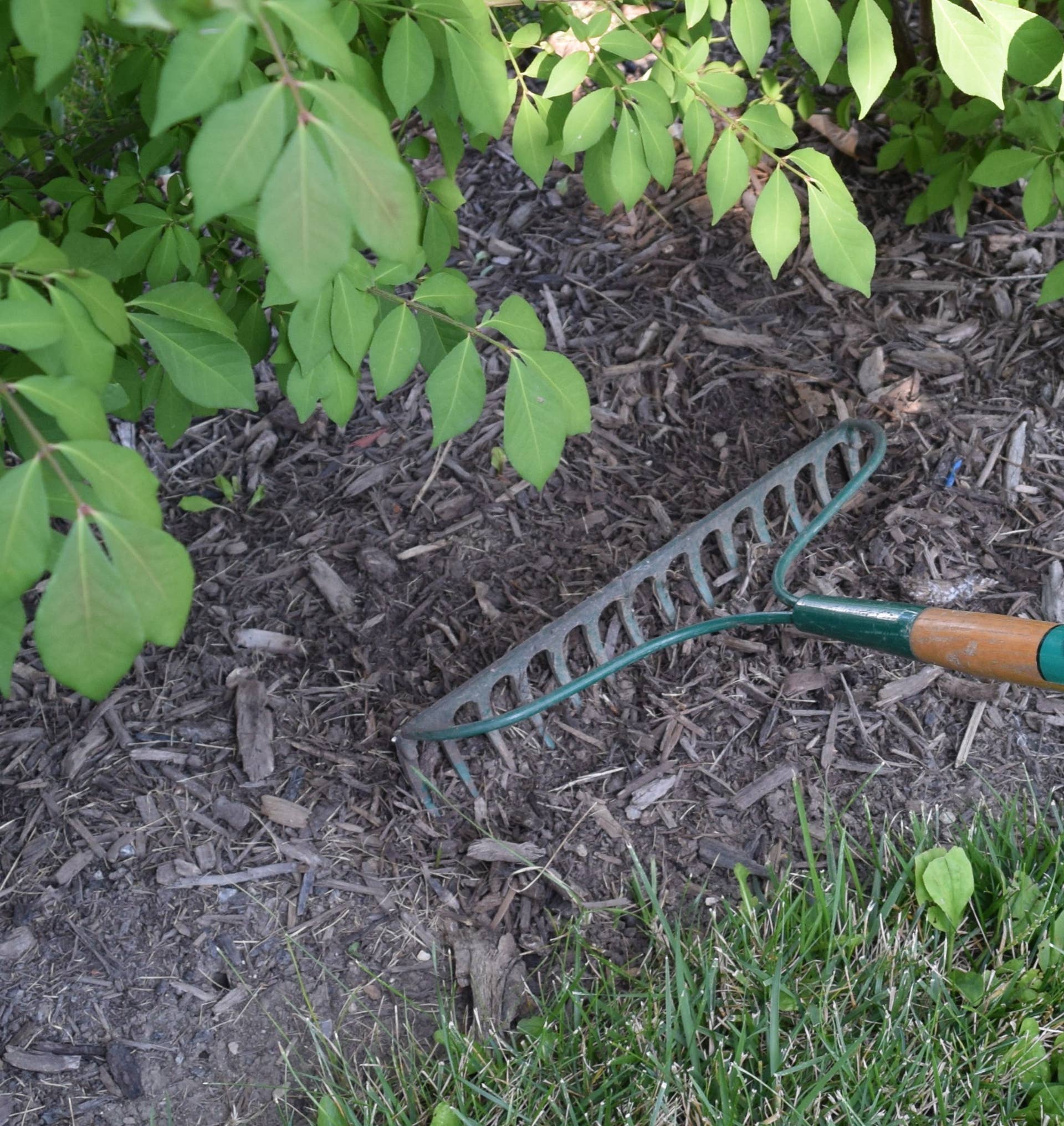 Mulch vs. Ground Cover: Which Should I Use? - Dengarden