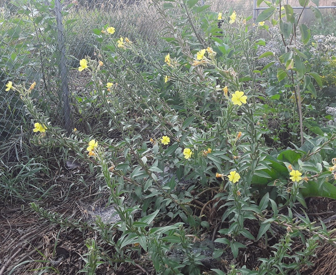 10 Useful or Edible Garden Weeds - Dengarden