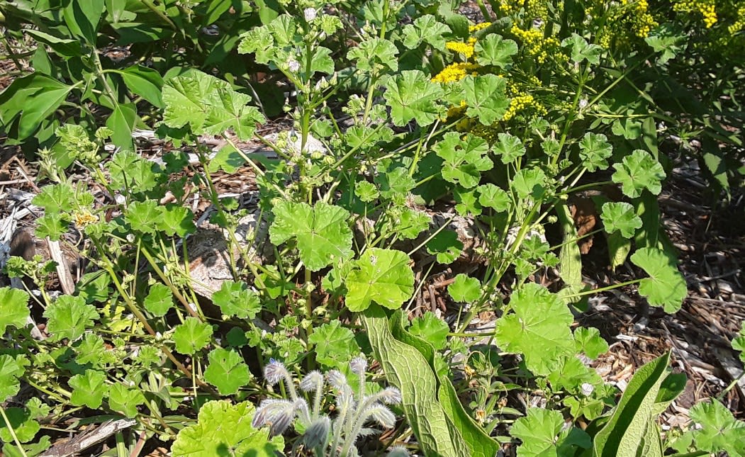10 Useful or Edible Garden Weeds - Dengarden