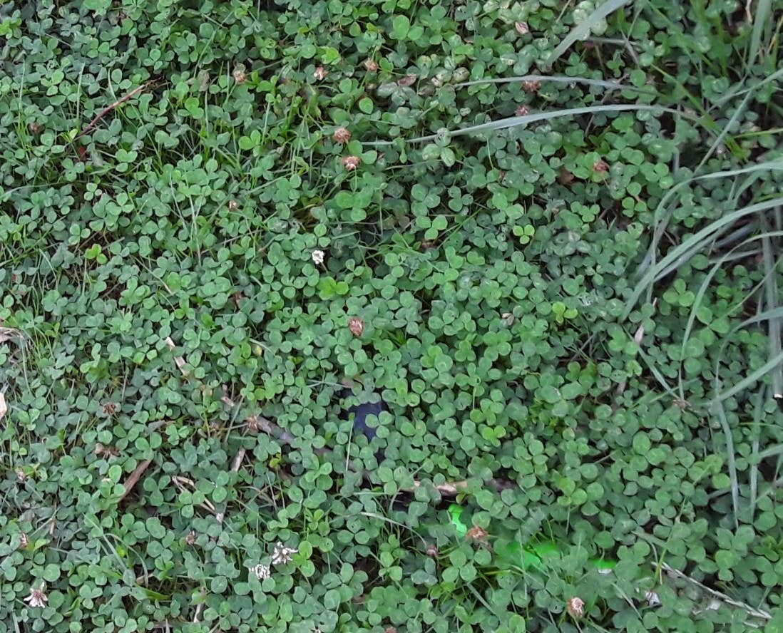 10 Useful or Edible Garden Weeds - Dengarden