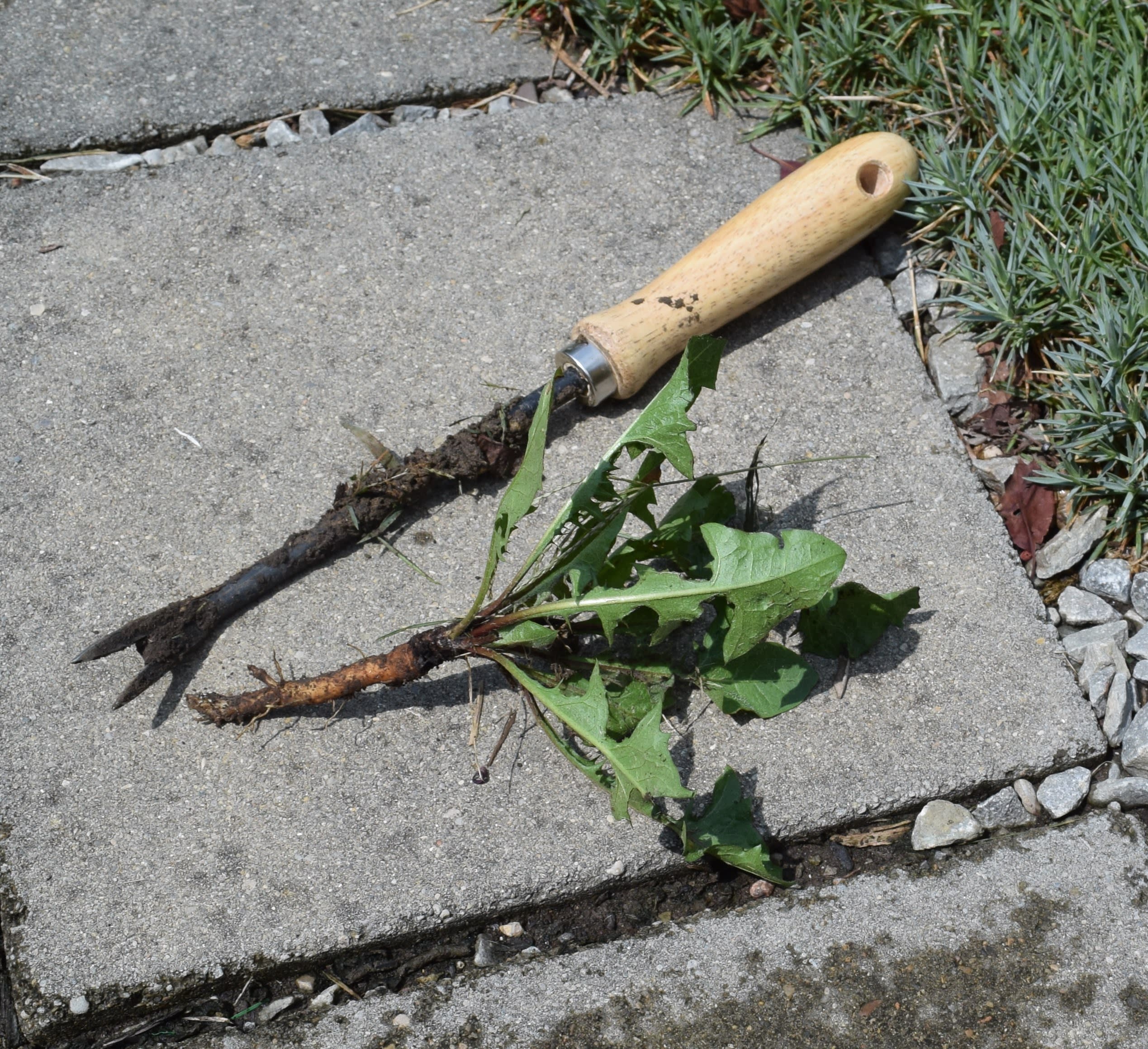 How to Get Rid of Weeds Organically - Dengarden