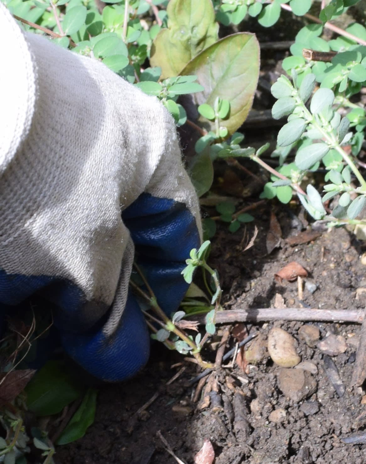 How to Get Rid of Weeds Organically - Dengarden