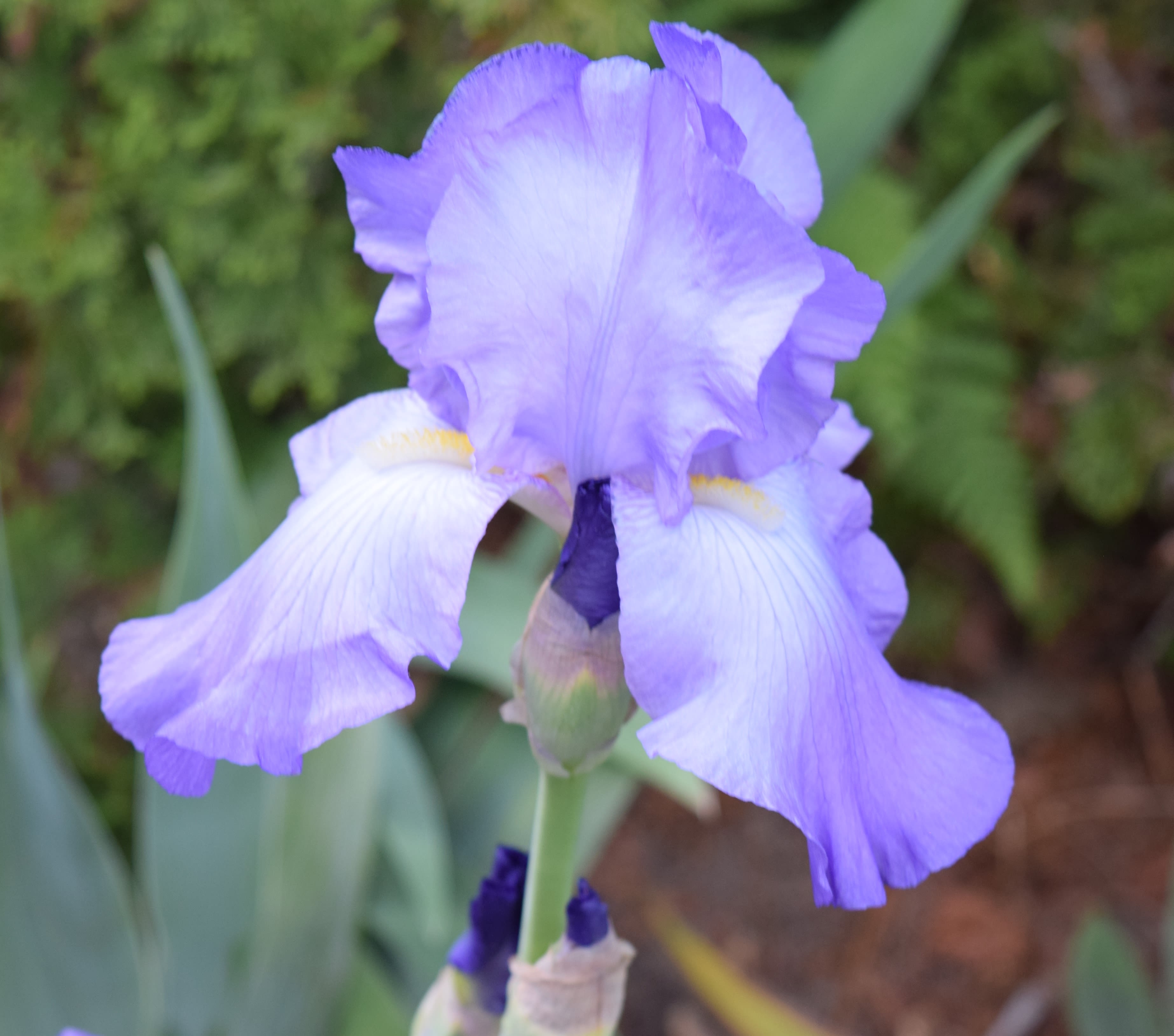 4 Easy Steps to Plant a Flower Bulb - Dengarden