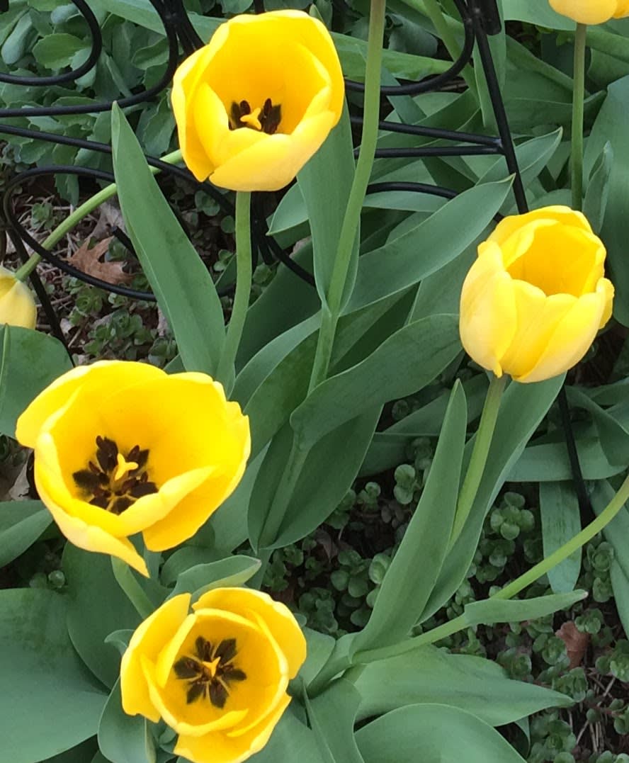 4 Easy Steps to Plant a Flower Bulb - Dengarden