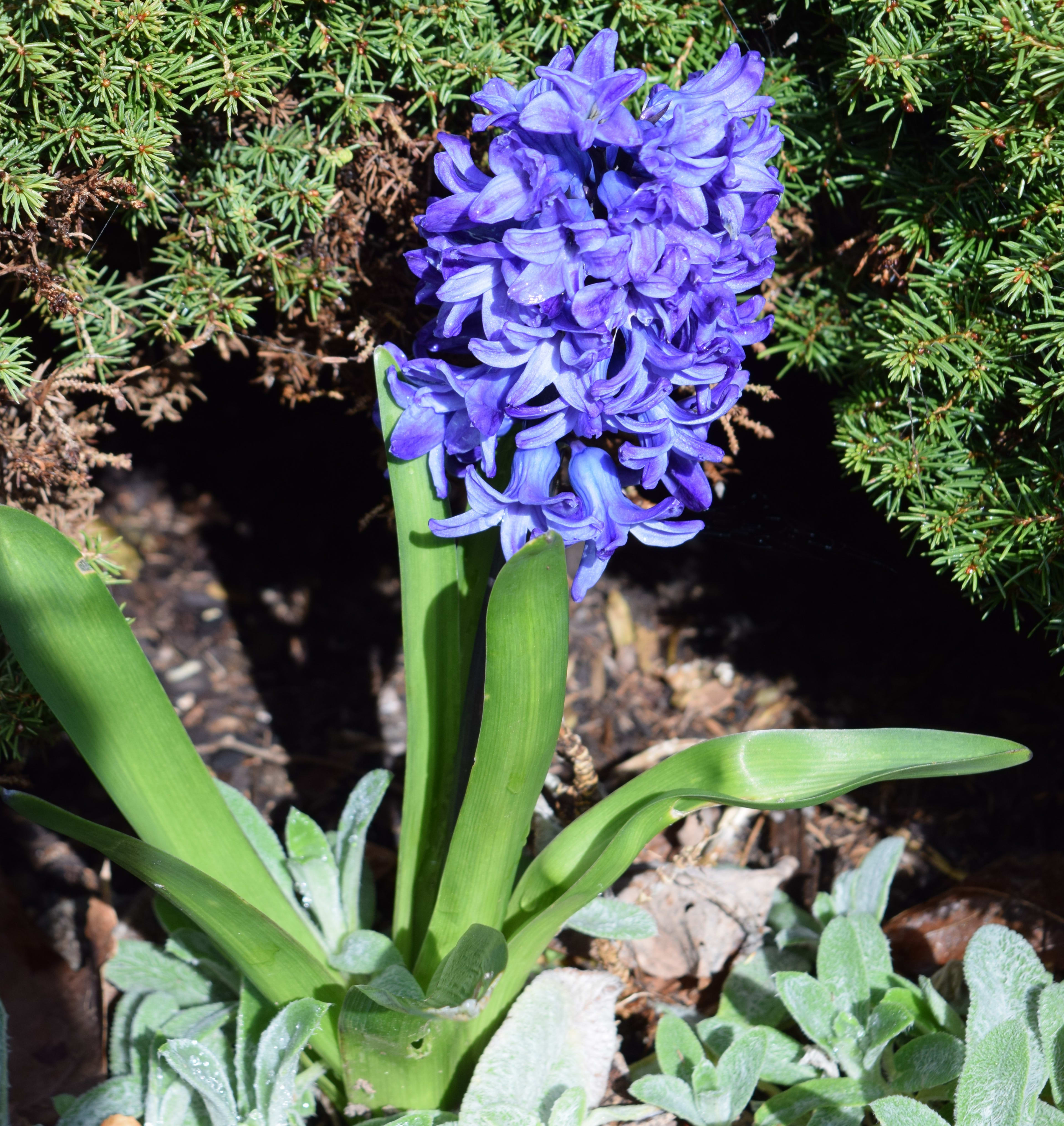 4 Easy Steps to Plant a Flower Bulb - Dengarden