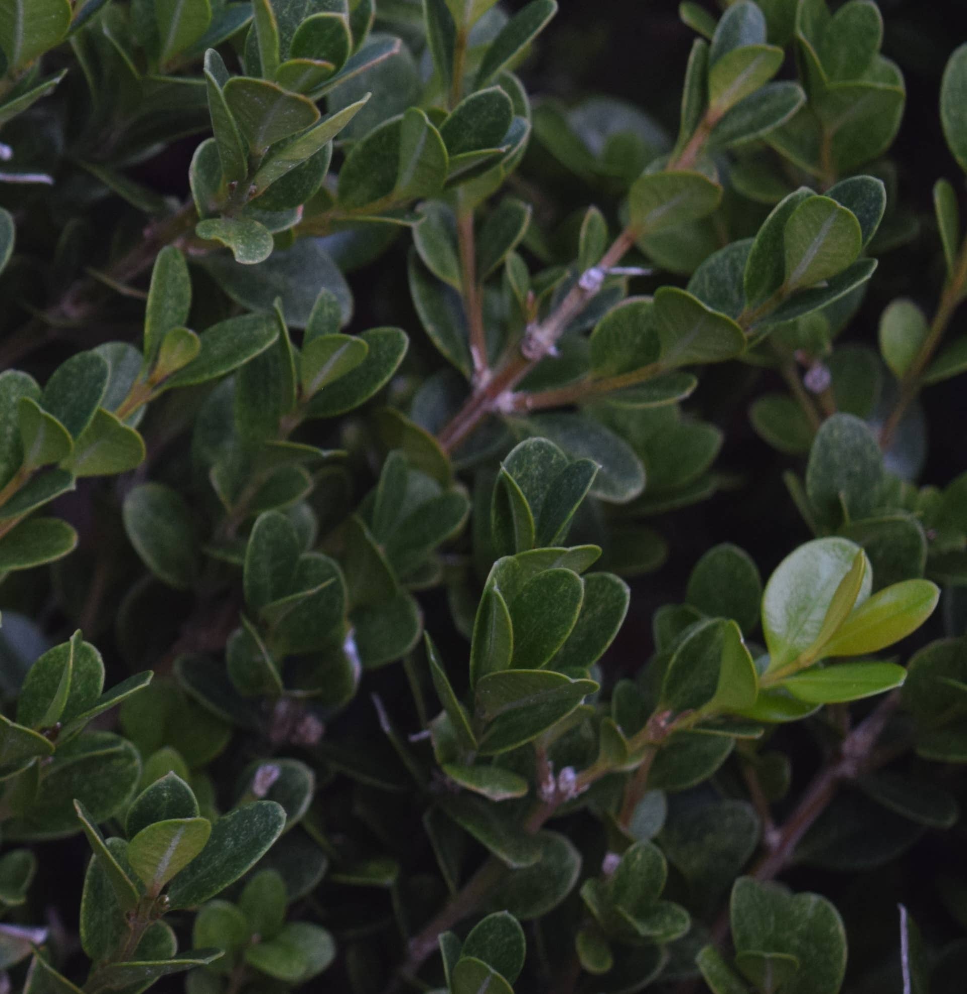 9 Reasons to Use Evergreen Shrubs in Your Garden - Dengarden