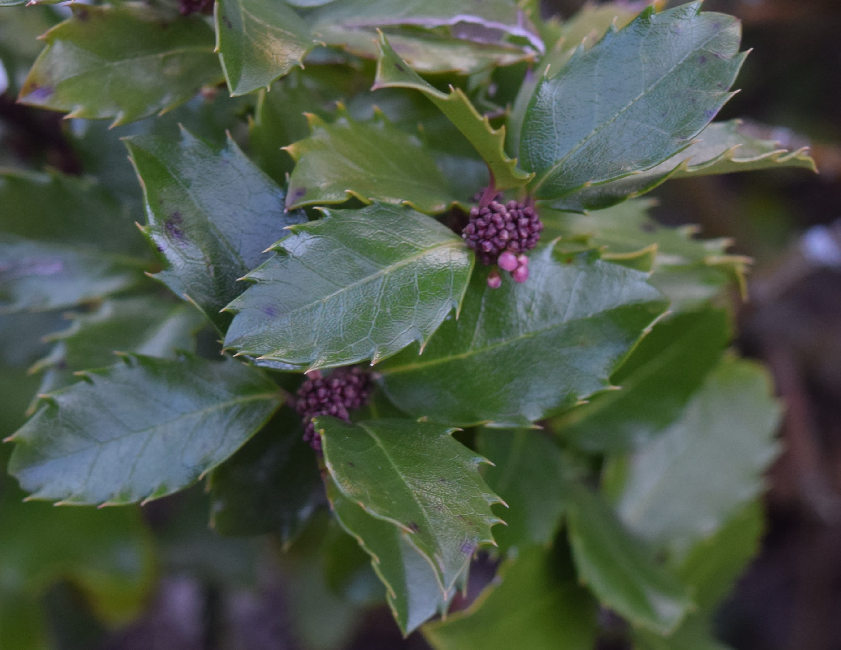 9 Reasons to Use Evergreen Shrubs in Your Garden 9 Reasons to Use Evergreen Shrubs in Your Garden
