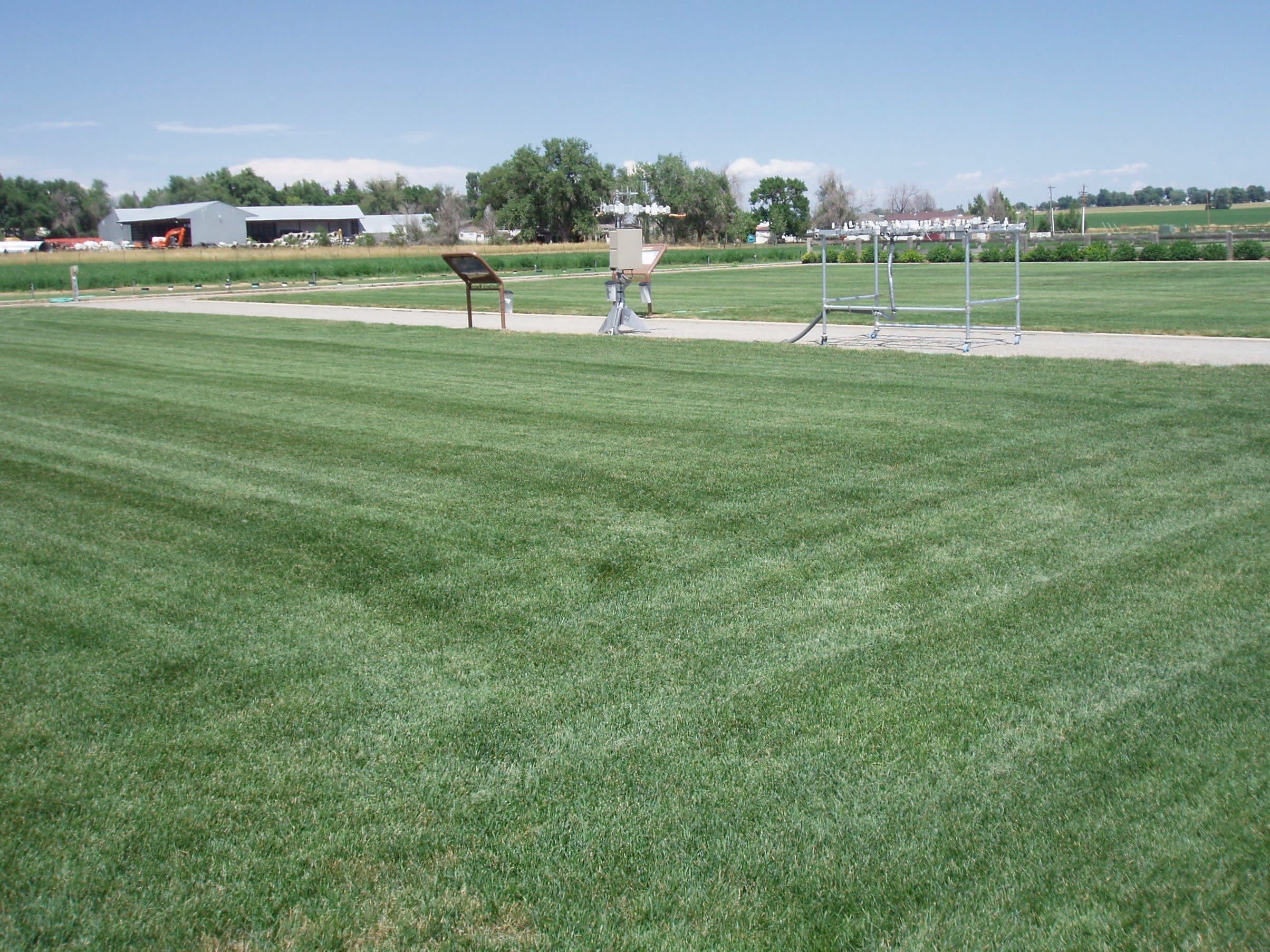 How to Grow Green Grass Successfully - Dengarden