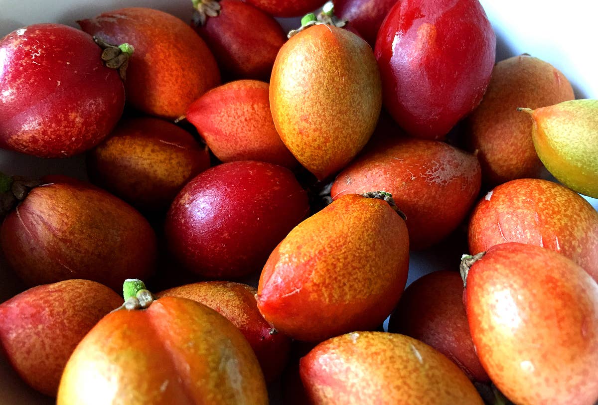 The Peculiar Peanut Butter Fruit of Tropical Hawaii - Dengarden