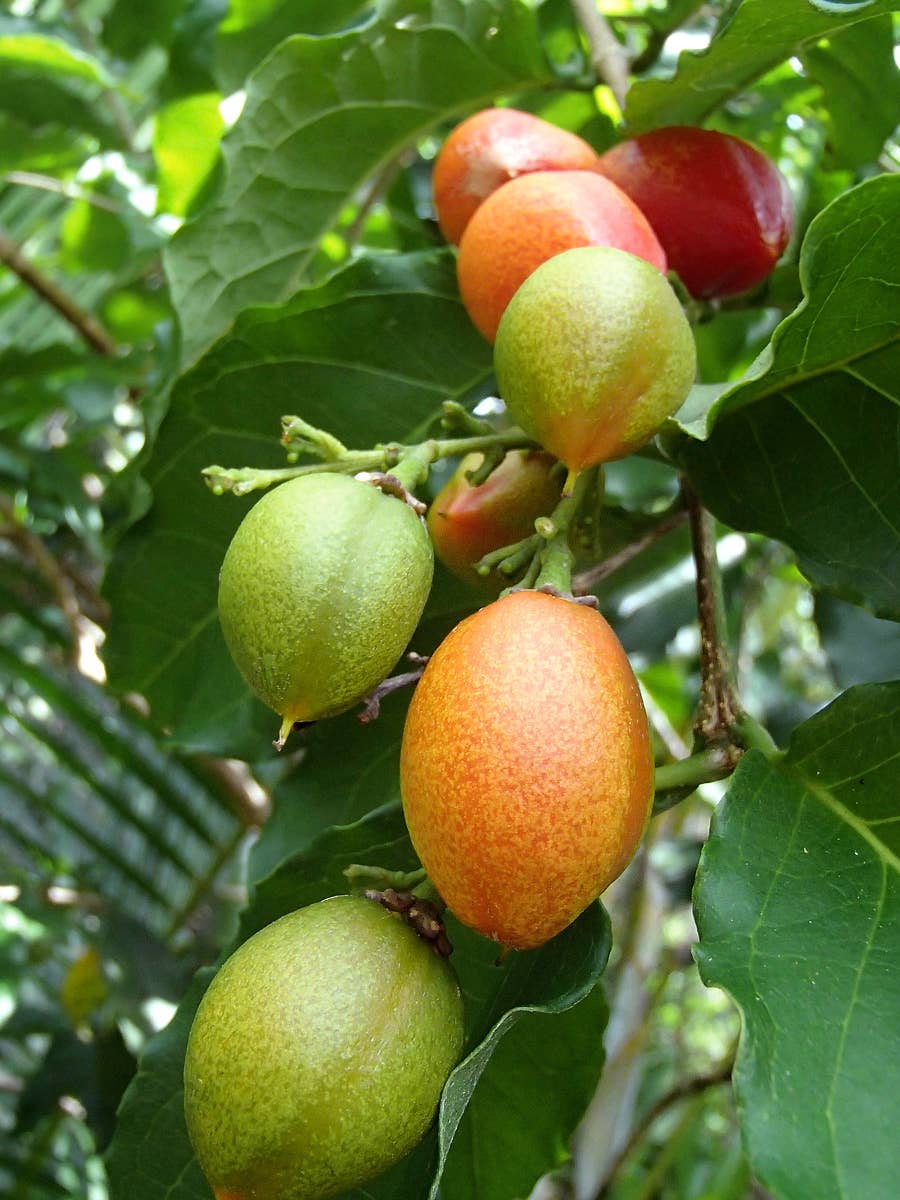 The Peculiar Peanut Butter Fruit of Tropical Hawaii - Dengarden