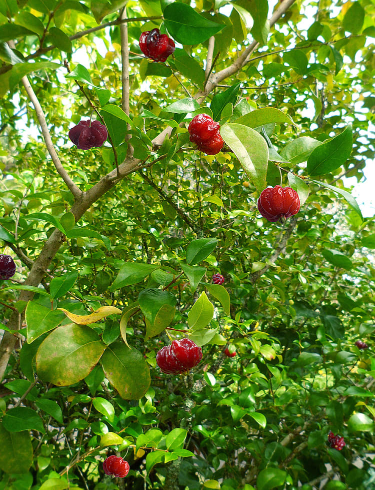Tropical Taste of Hawaii: The Sublime Surinam Cherry - Dengarden