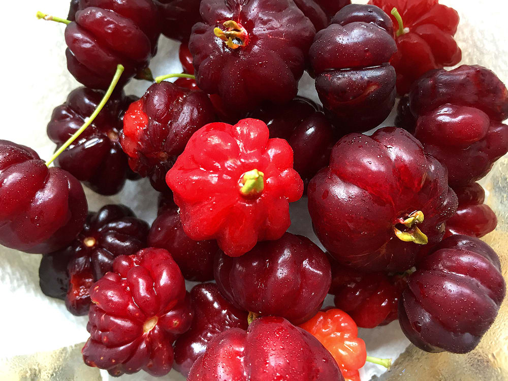 Tropical Taste of Hawaii: The Sublime Surinam Cherry - Dengarden