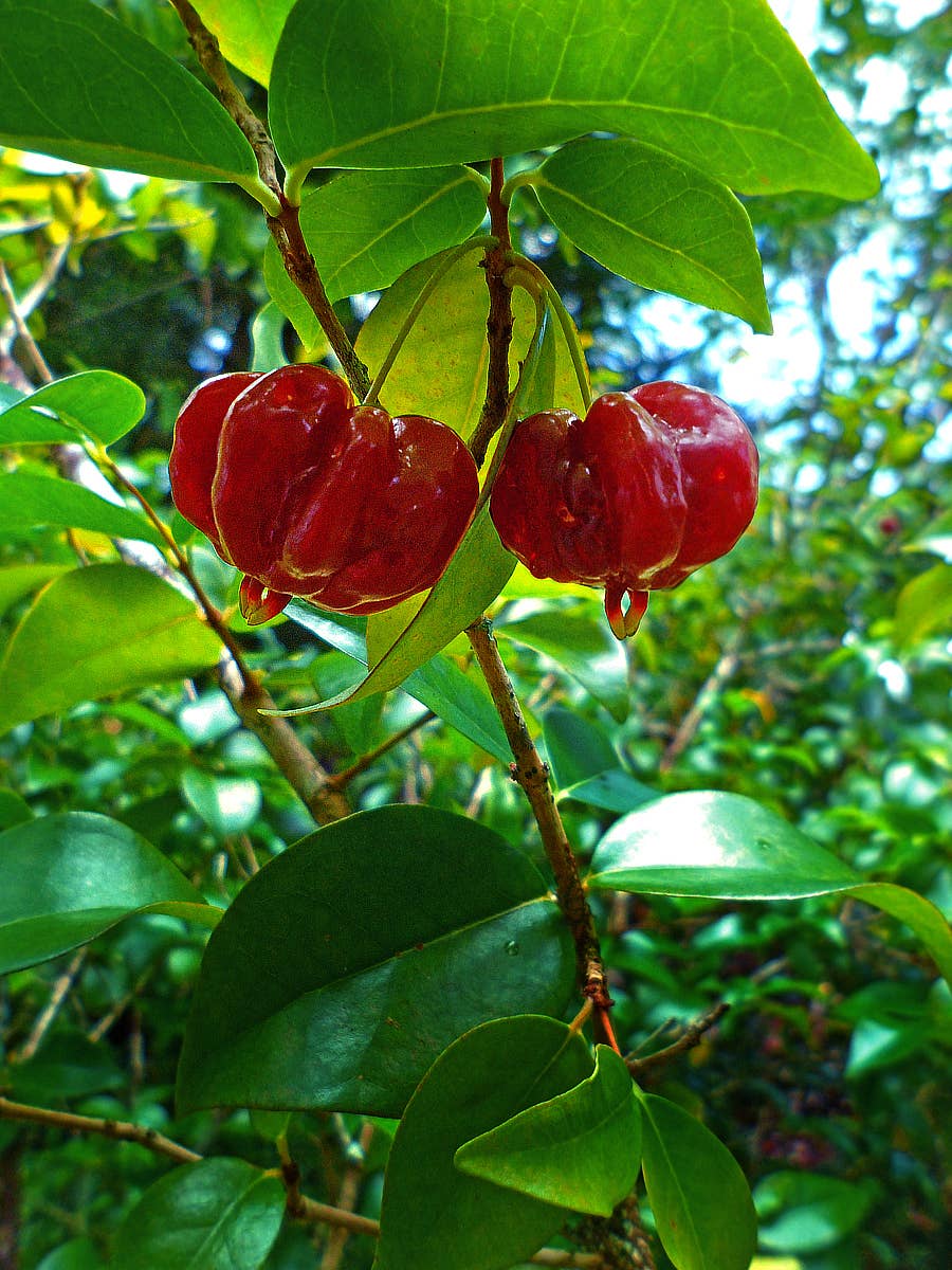 Tropical Taste of Hawaii: The Sublime Surinam Cherry - Dengarden