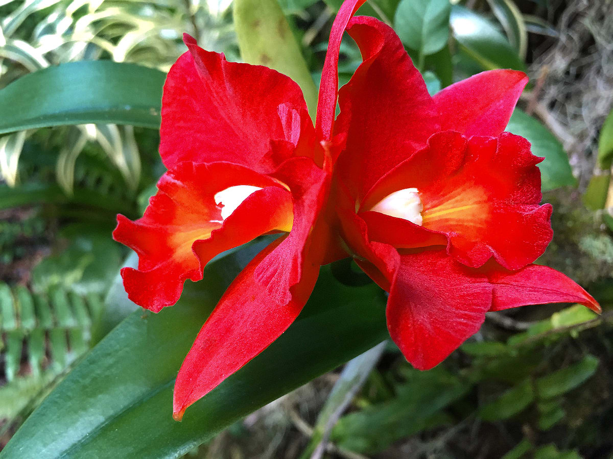 Exotic Flowers Hawaii