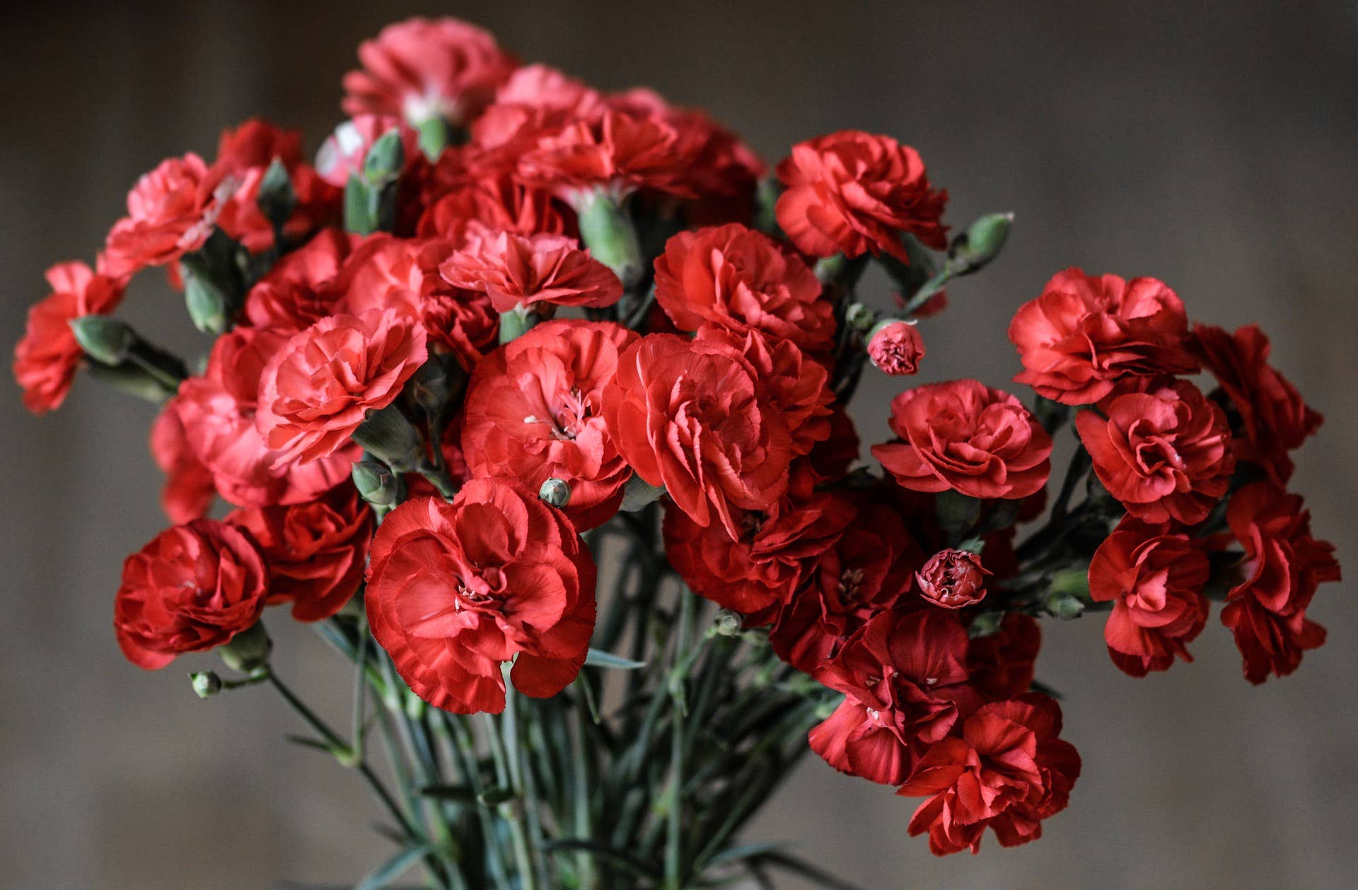 How to Care for Carnations - Dengarden