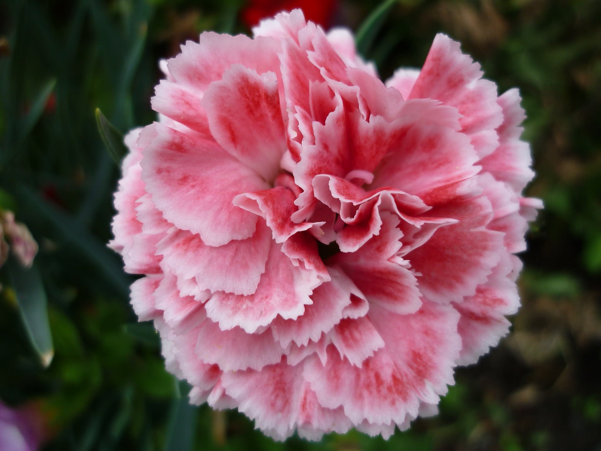 How to Care for Carnations - Dengarden