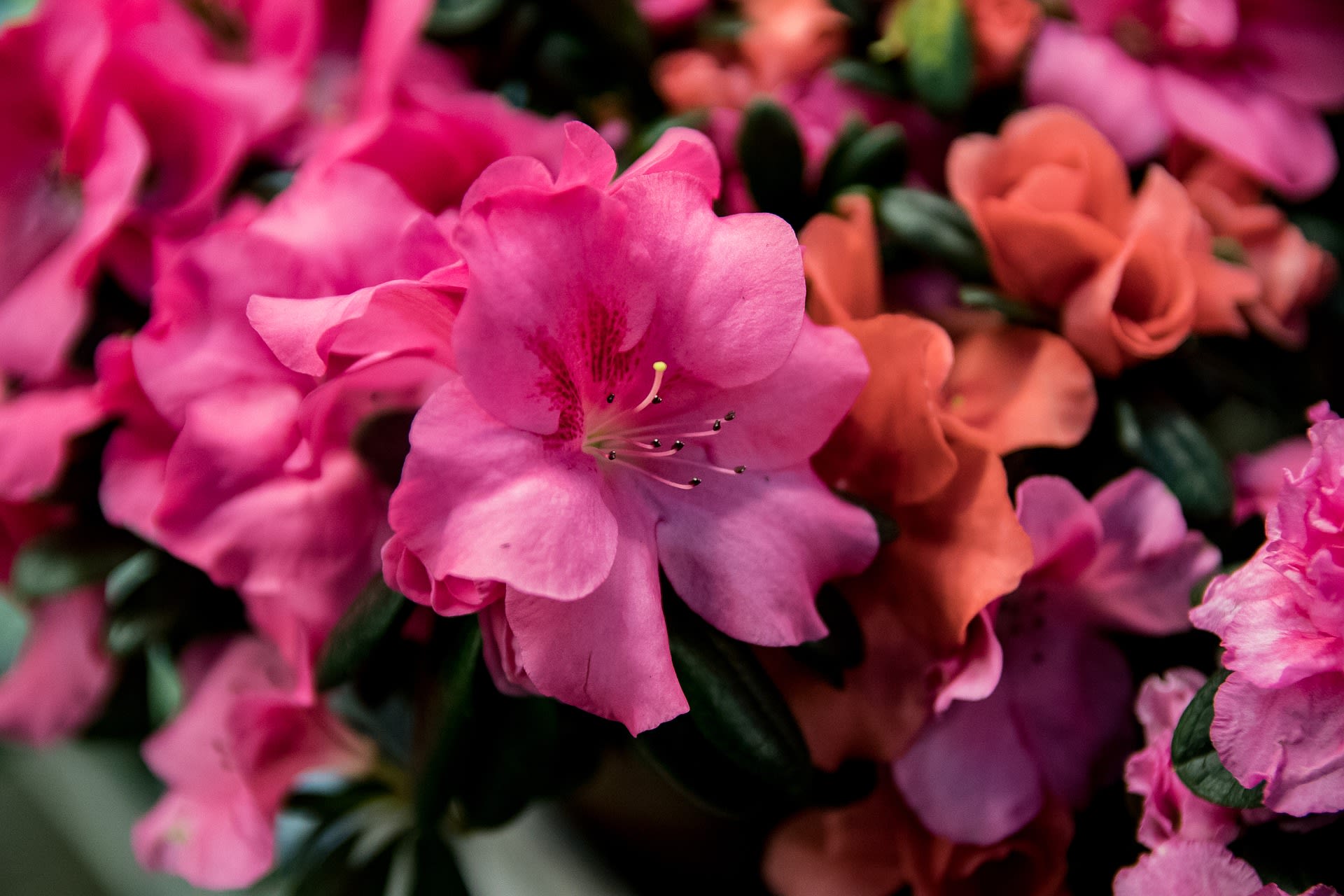 How to Care for Azaleas in Your Garden - Dengarden