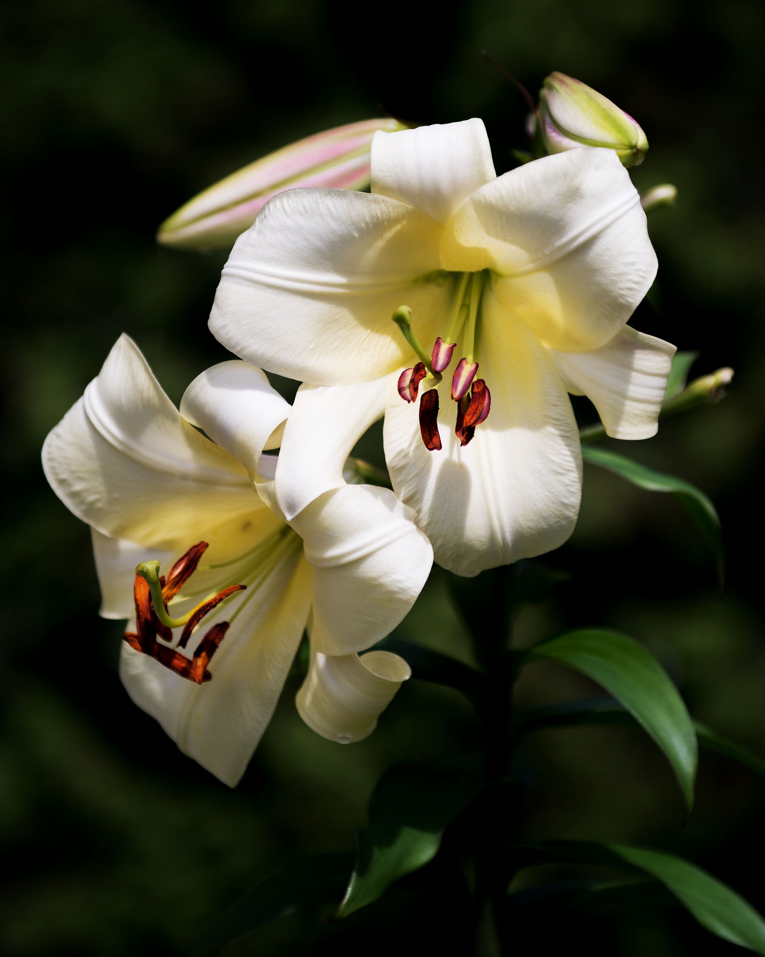 A Basic Guide to Easter Lily Care - Dengarden