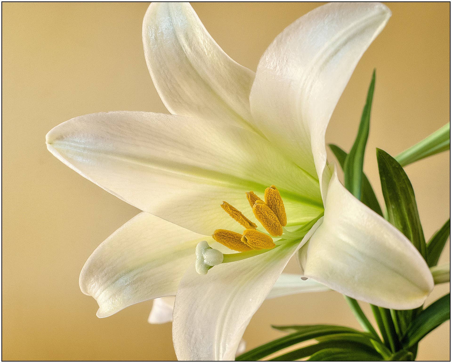 A Basic Guide to Easter Lily Care - Dengarden