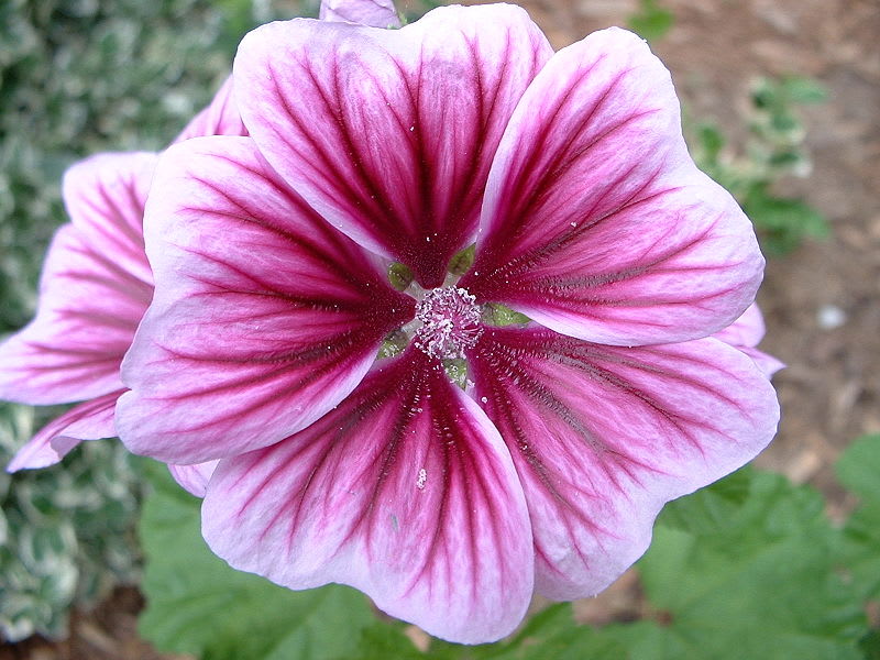 How to Plant and Grow Hardy Perennial Geraniums - Dengarden
