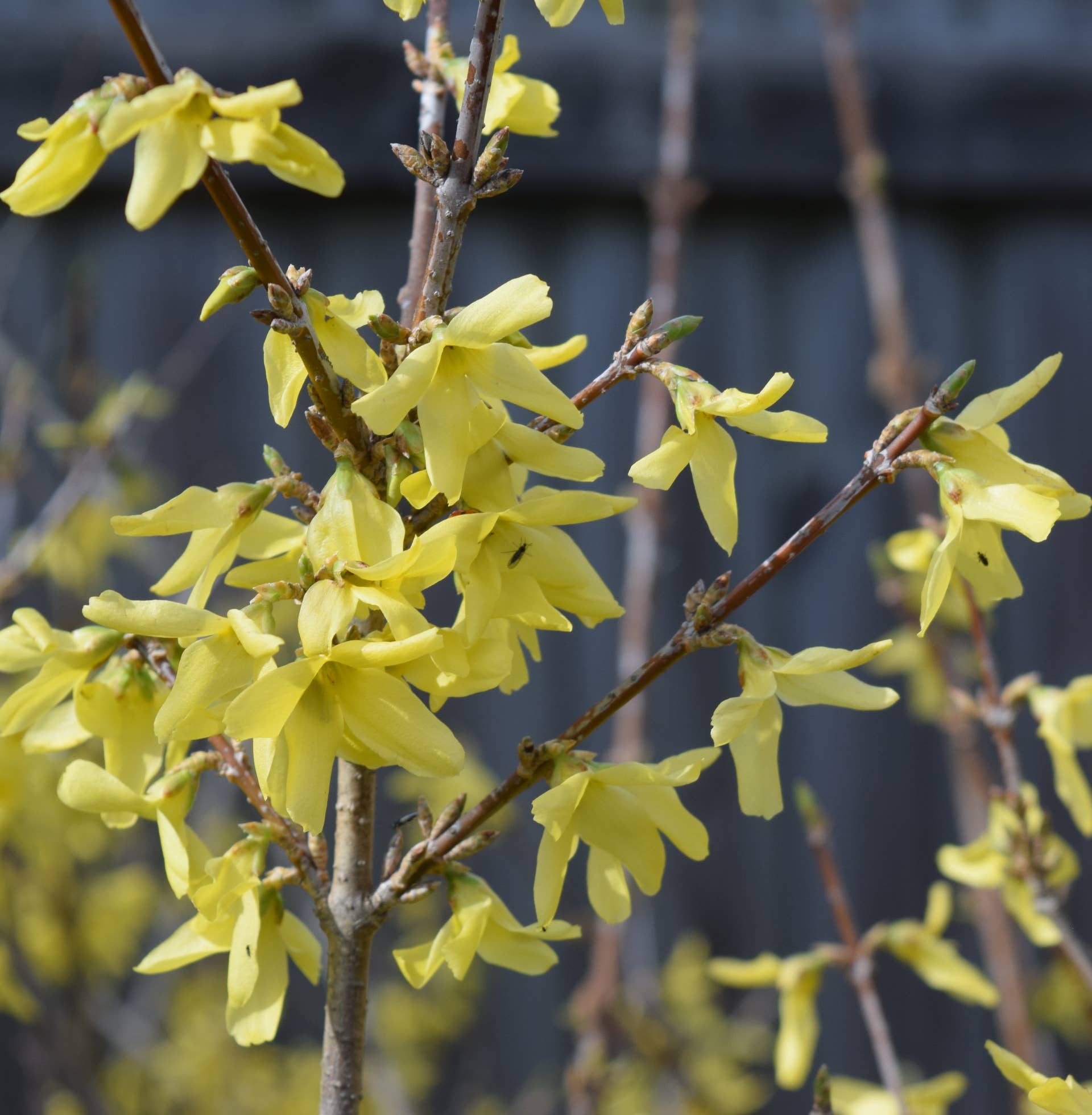 19 Things to Do in the Garden While Waiting for Spring - Dengarden