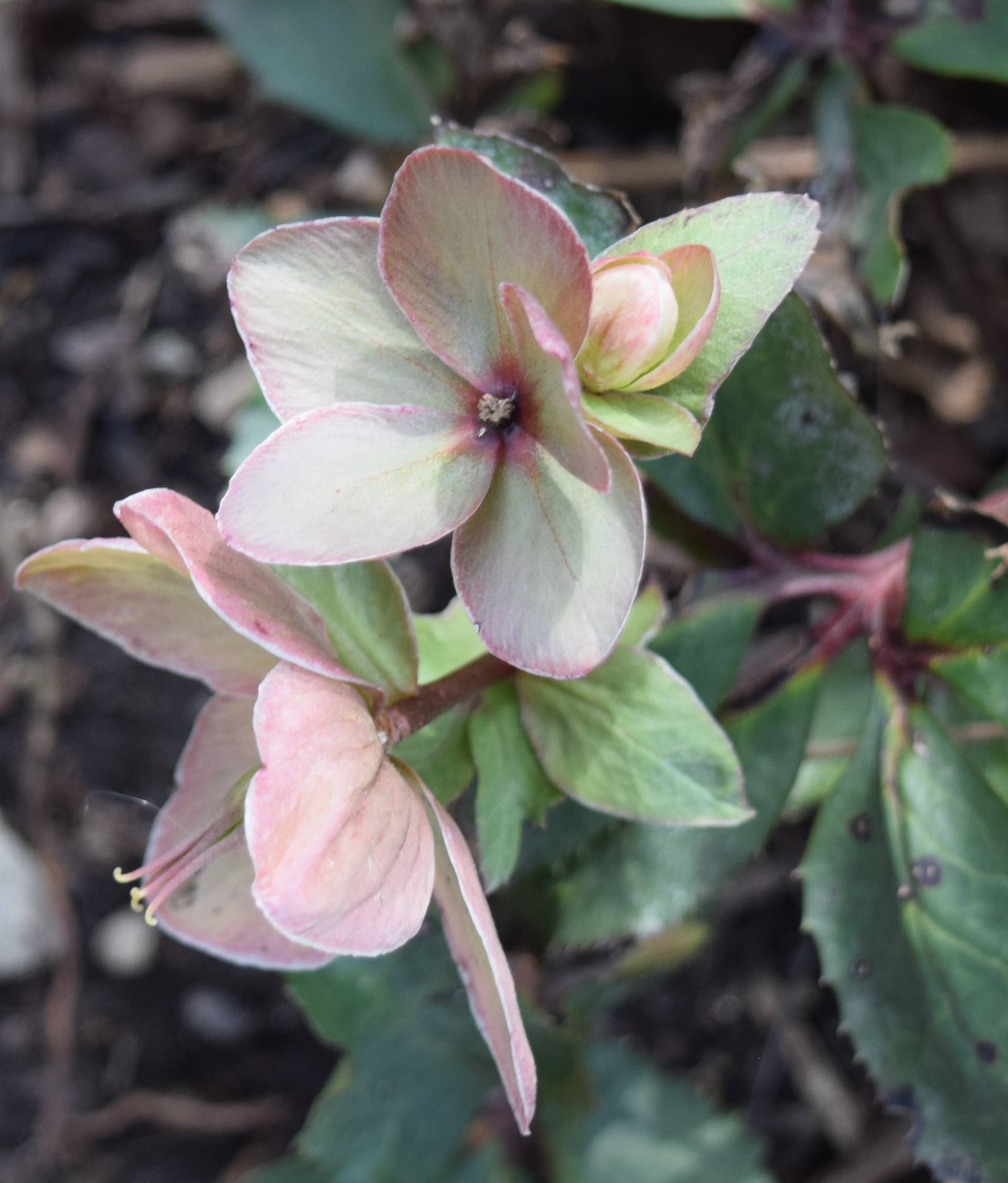 19 Things to Do in the Garden While Waiting for Spring - Dengarden