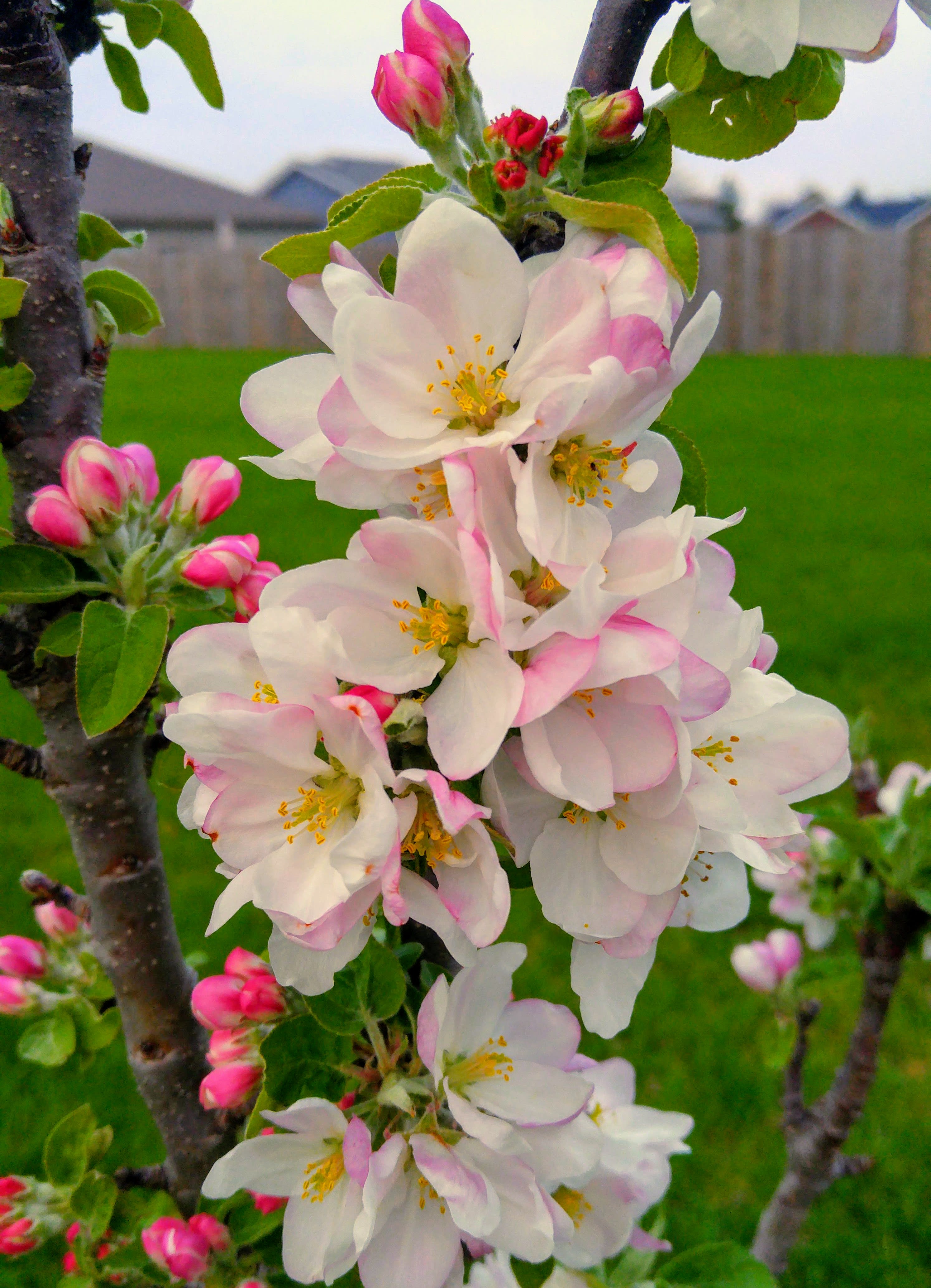 A Beginner's Guide to Small-Scale Homesteading - Dengarden