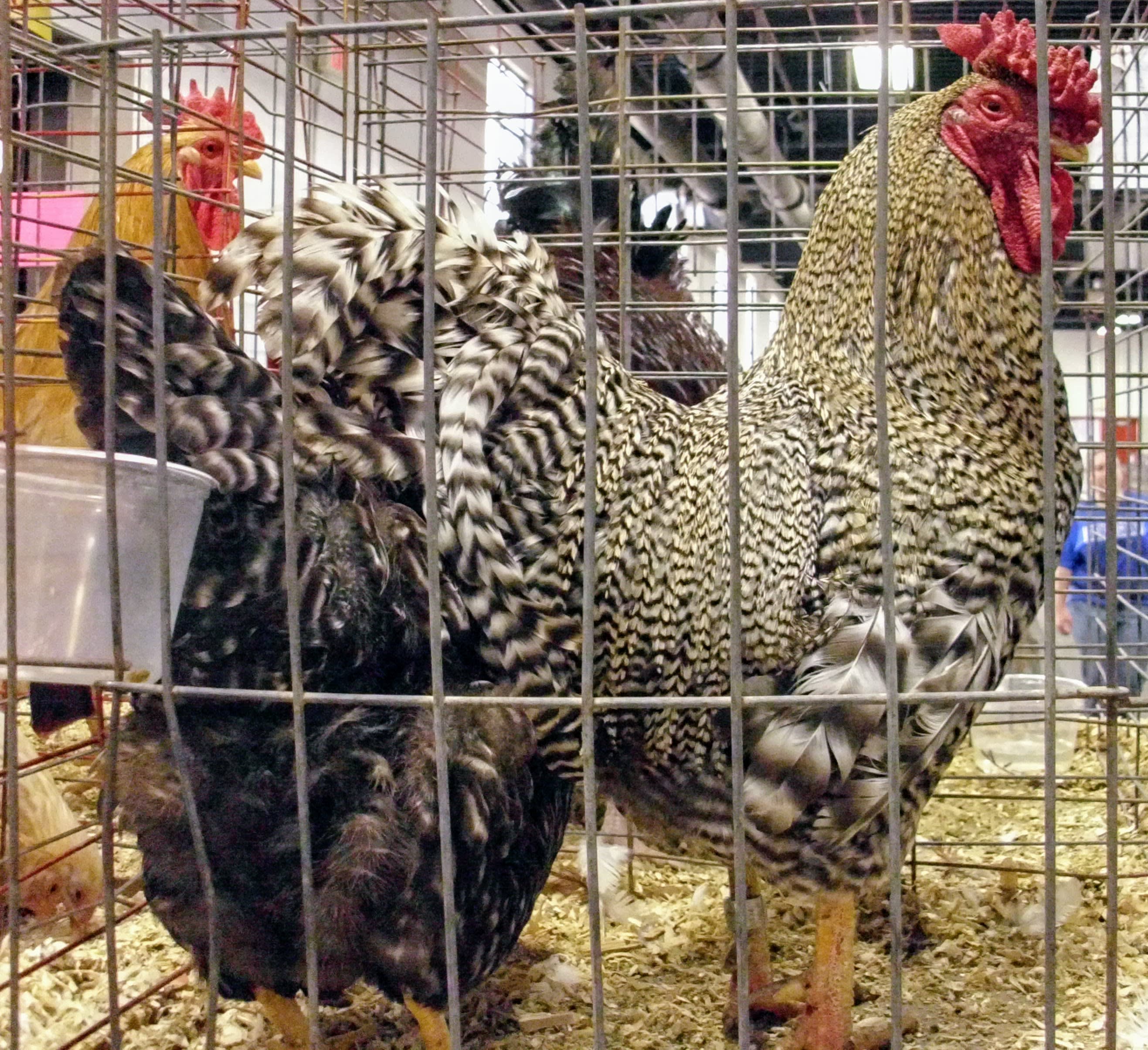 A Beginner's Guide to Small-Scale Homesteading - Dengarden