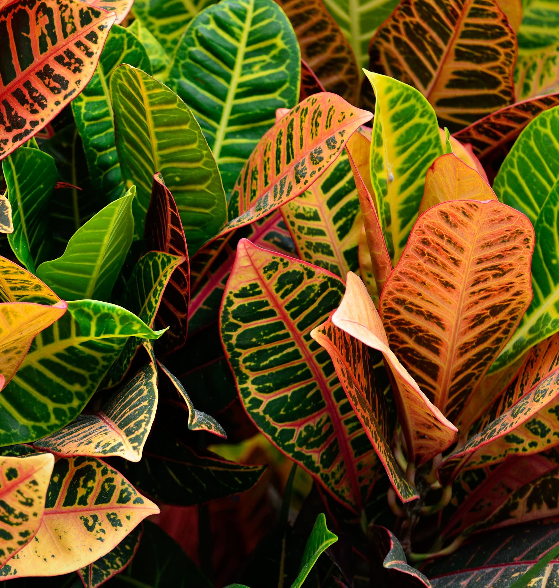 How to Care for Croton Plants - Dengarden