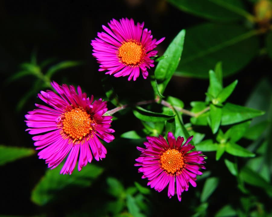 How to Plant, Grow and Care for Hardy Asters - Dengarden