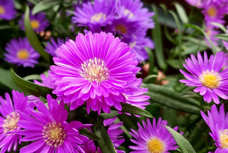 How to Plant, Grow and Care for Hardy Asters - Dengarden