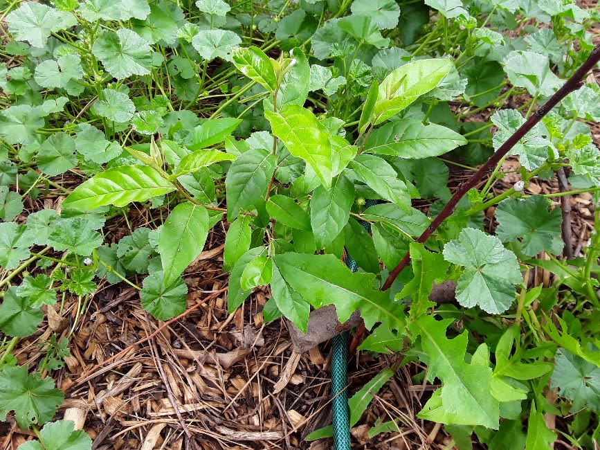 Biomass: Your Homegrown Resource for Rich Soil - Dengarden