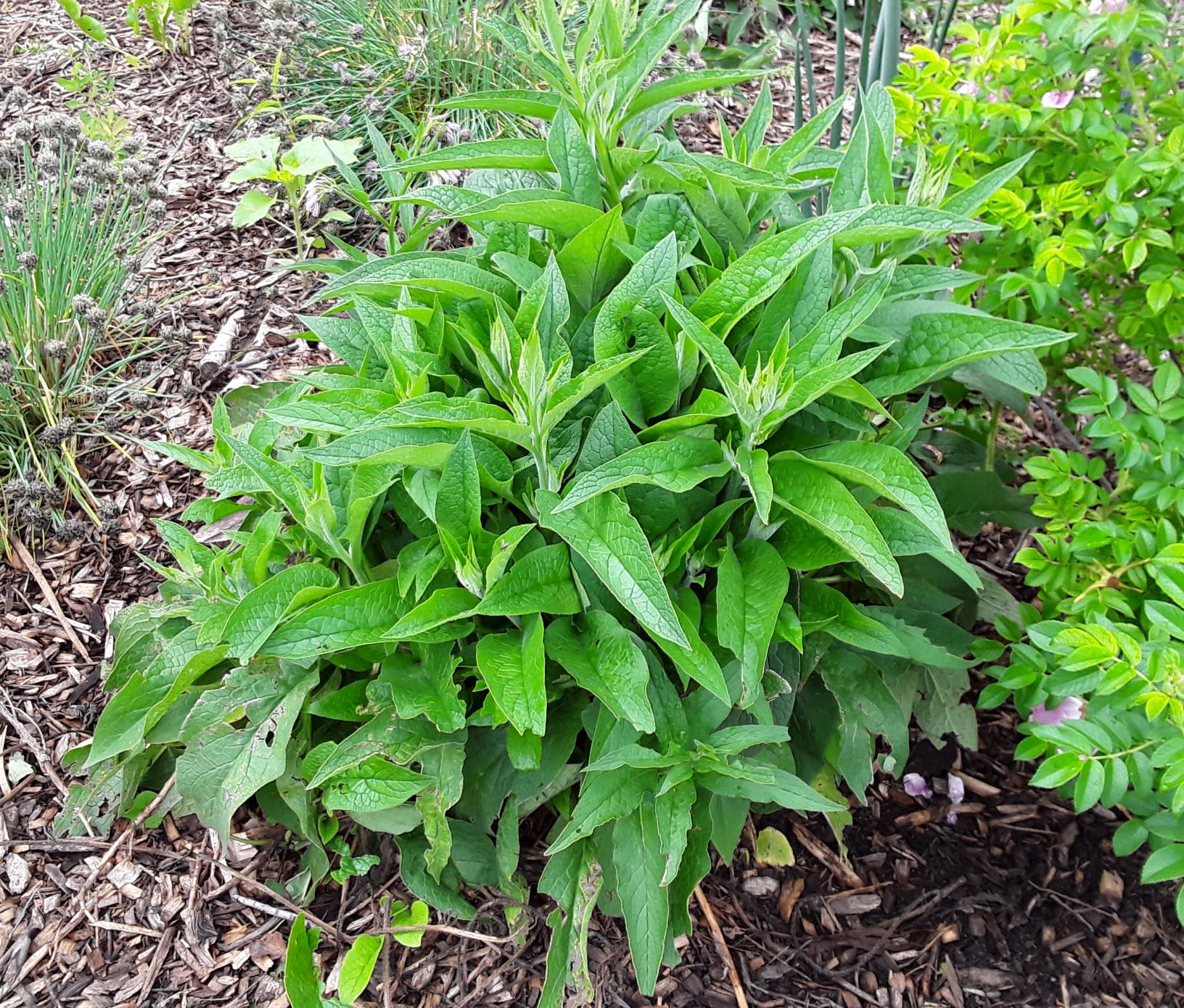 Biomass: Your Homegrown Resource for Rich Soil - Dengarden