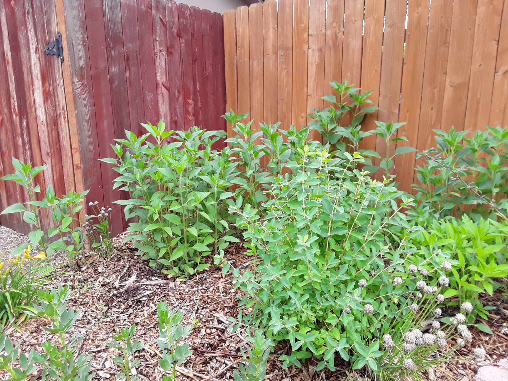 Biomass: Your Homegrown Resource for Rich Soil - Dengarden