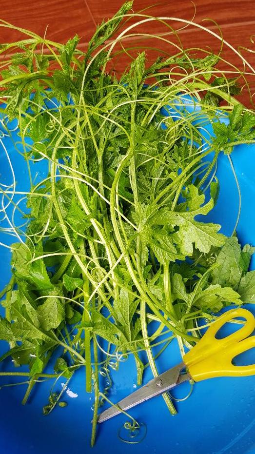 How to Plant, Harvest, and Cook Ampalaya (Bitter Gourd) - Dengarden