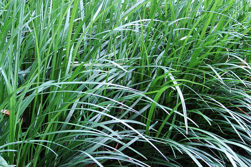 How to Care for Monkey Grass - Dengarden