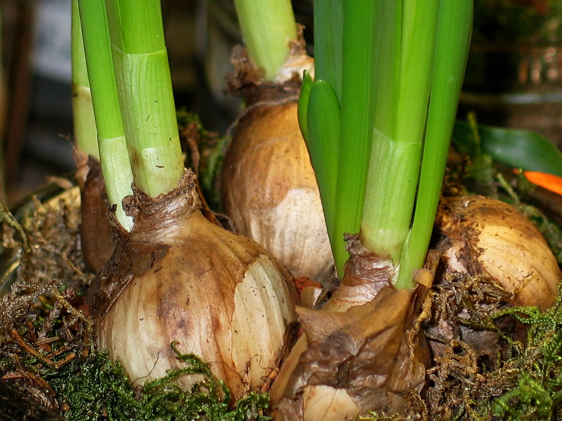 How to Store Bulbs, Corms and Tubers for the Winter - Dengarden