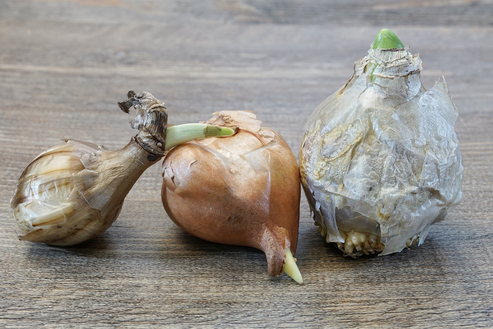 How to Store Bulbs, Corms and Tubers for the Winter - Dengarden