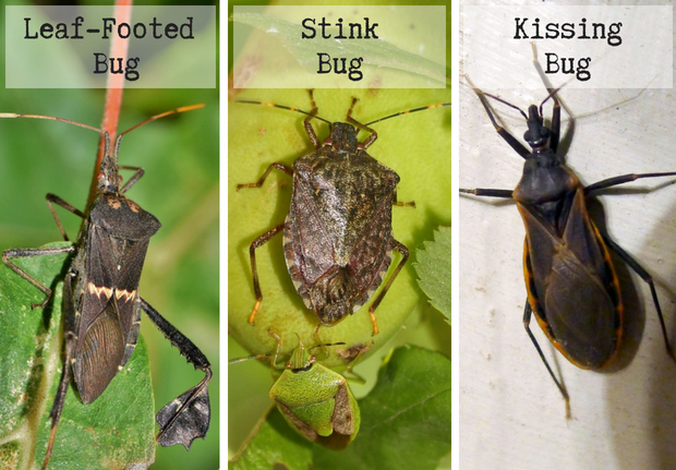 What Are Leaf-Footed Bugs and Are They Harmful? - Dengarden