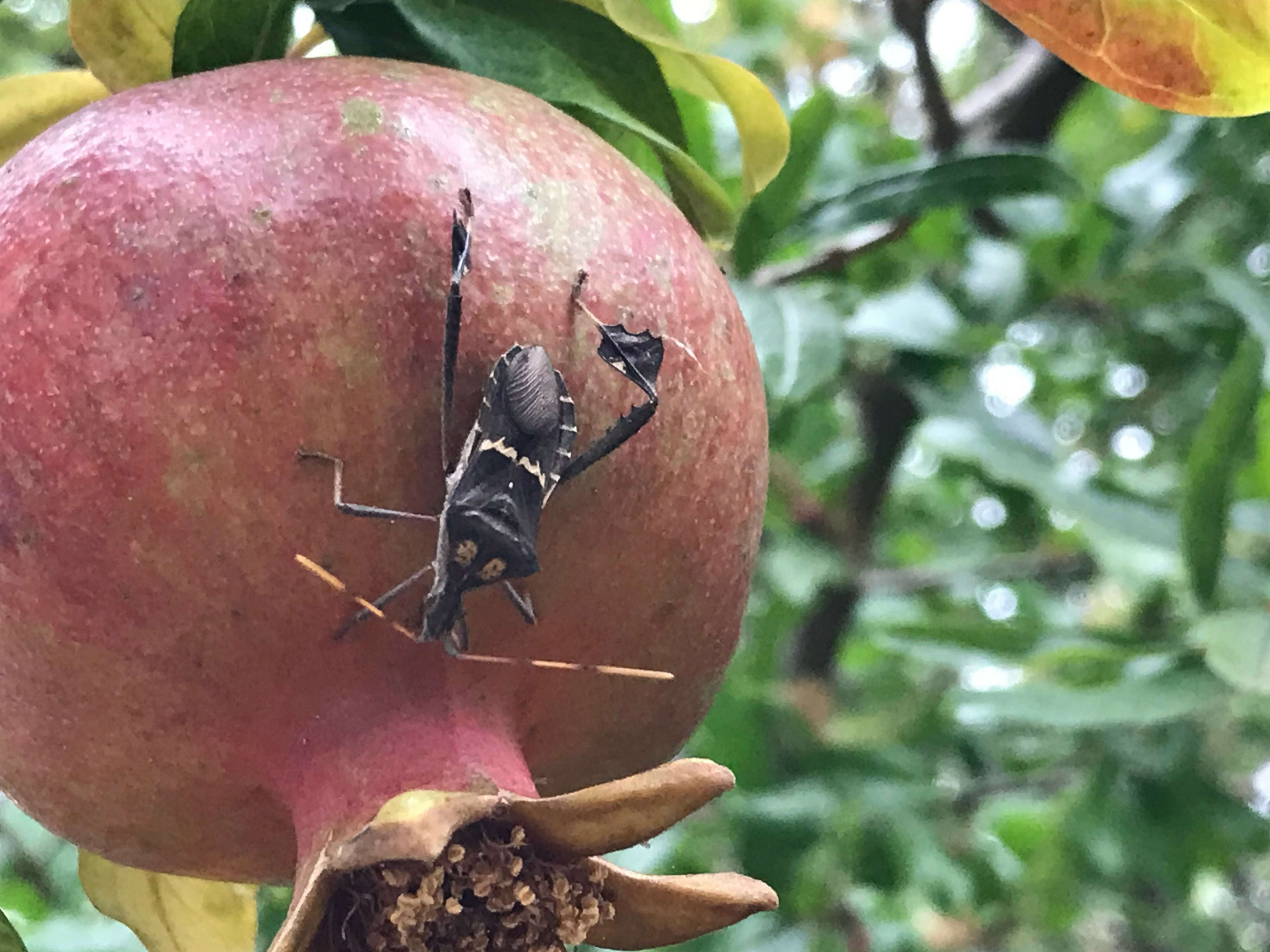 What Are Leaf-Footed Bugs and Are They Harmful? - Dengarden