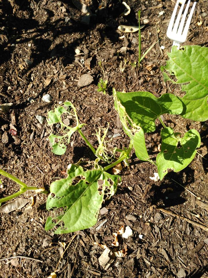 4 Ways to Control Earwig Damage in Your Vegetable Garden - Dengarden