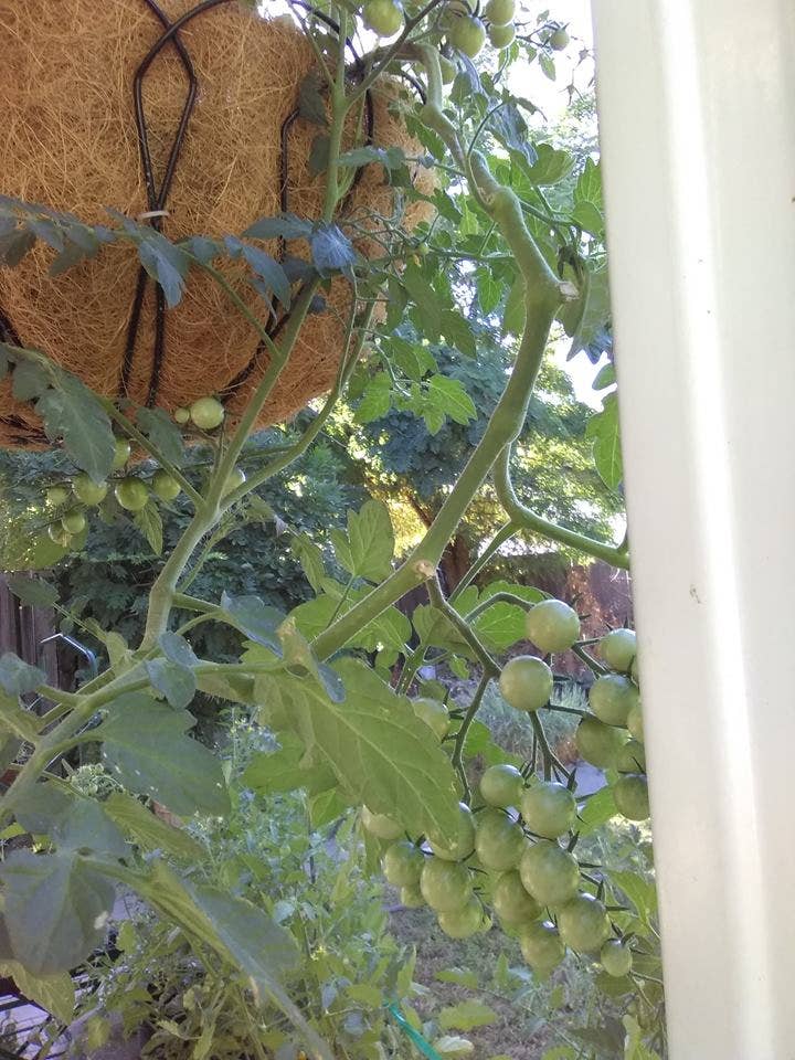 4 Easy Ways to Support Your Growing Tomatoes - Dengarden