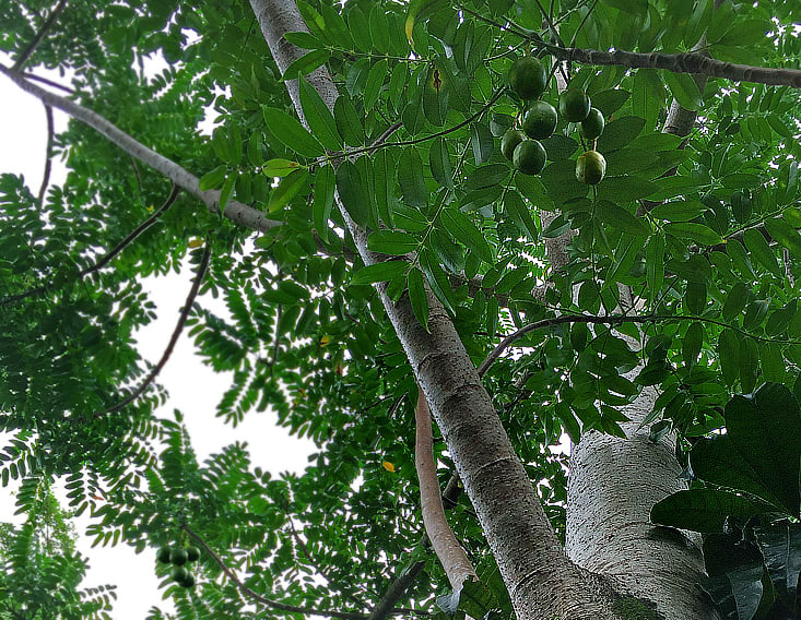 Tropical Taste of Hawaii: The Wondrous Wi Apple - Dengarden